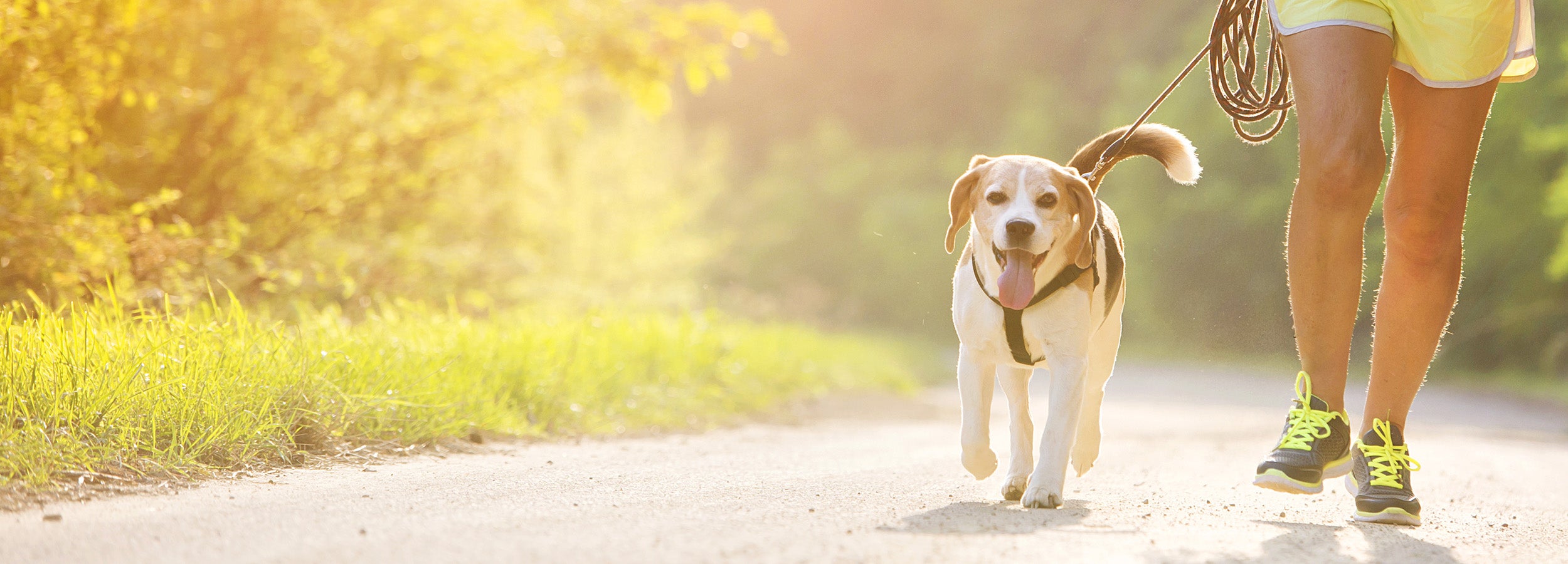 THE PAWFECT RUN: THE BENEFITS OF RUNNING WITH YOUR POOCH – Ener-Life ...