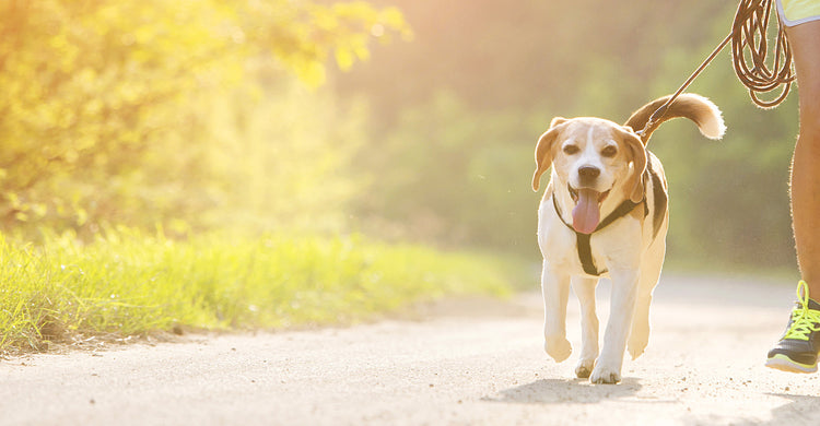 THE PAWFECT RUN: THE BENEFITS OF RUNNING WITH YOUR POOCH – Ener-Life ...